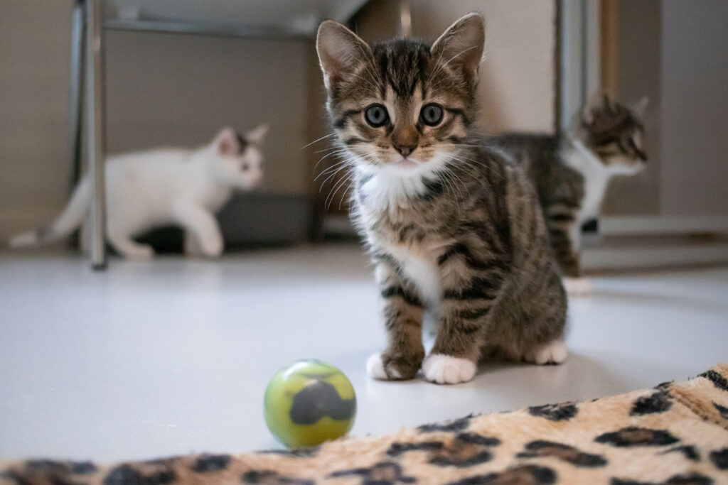 NC State Feline Health Center | College of Veterinary Medicine